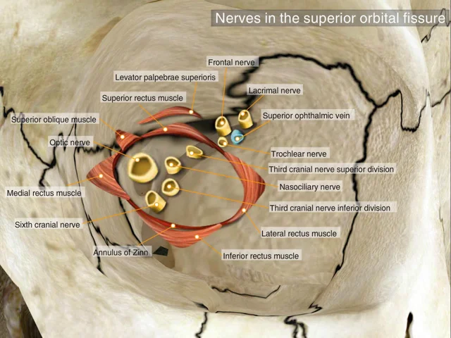 Superior Orbital Fissure Nerves