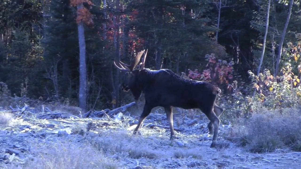 BWB Northern Maine Moose Trailer on Vimeo