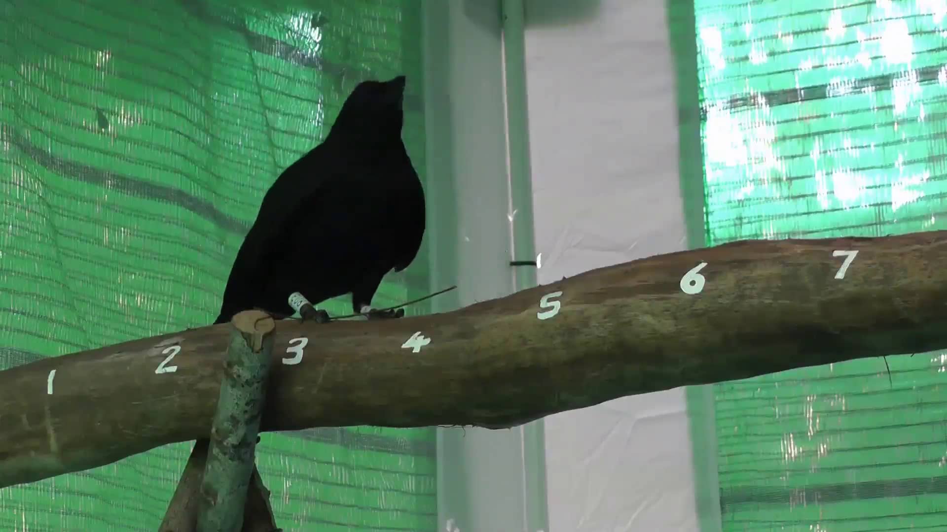 The canny crow treasures his tools on Vimeo