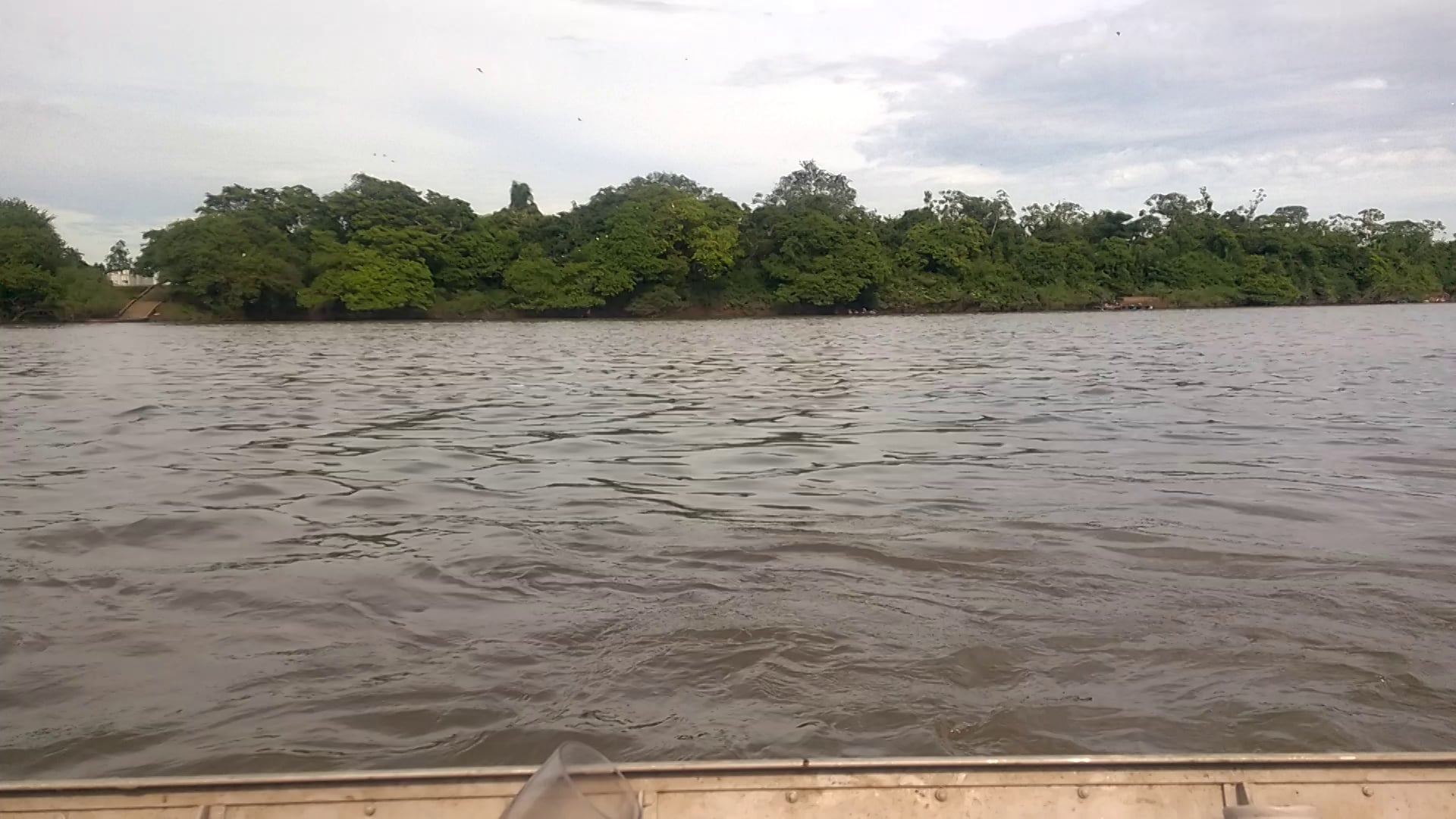 DOURADO