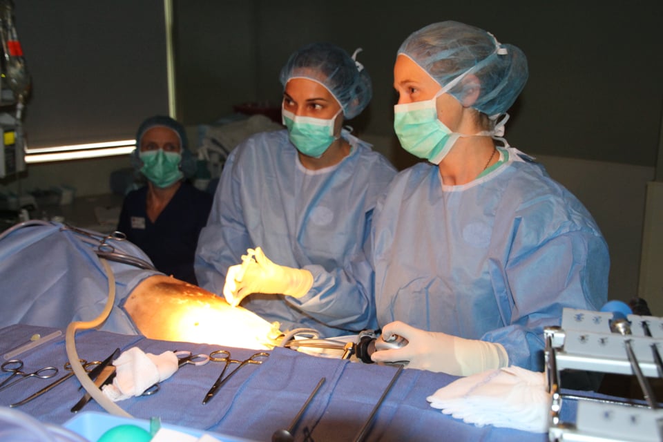 Veterinary Laparoscopic Splenectomy Video | VetOvation