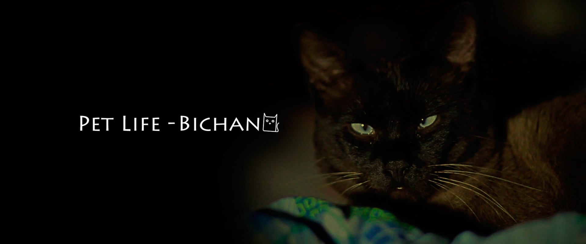 Short Film "Pet Life - Bichano" Curta Metragem on Vimeo