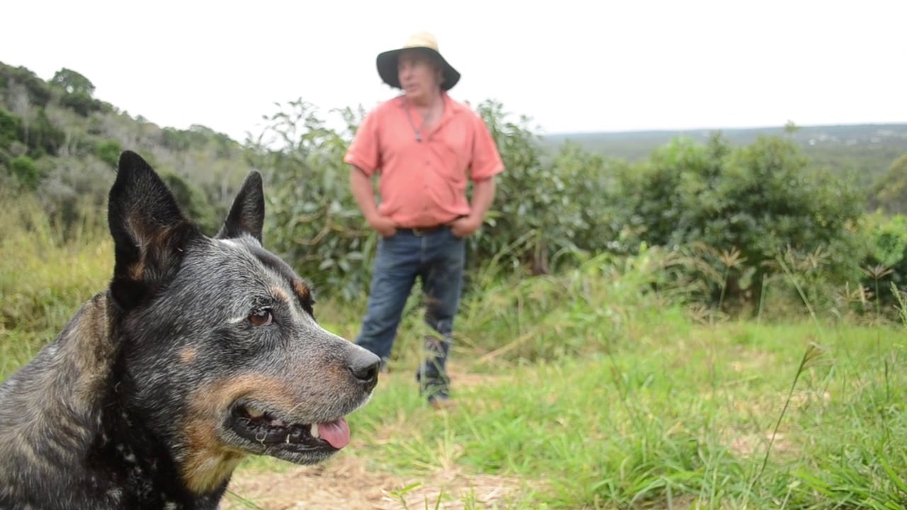 Avocado farmer Ian Burow sheds some light on our 'corrupt' food system