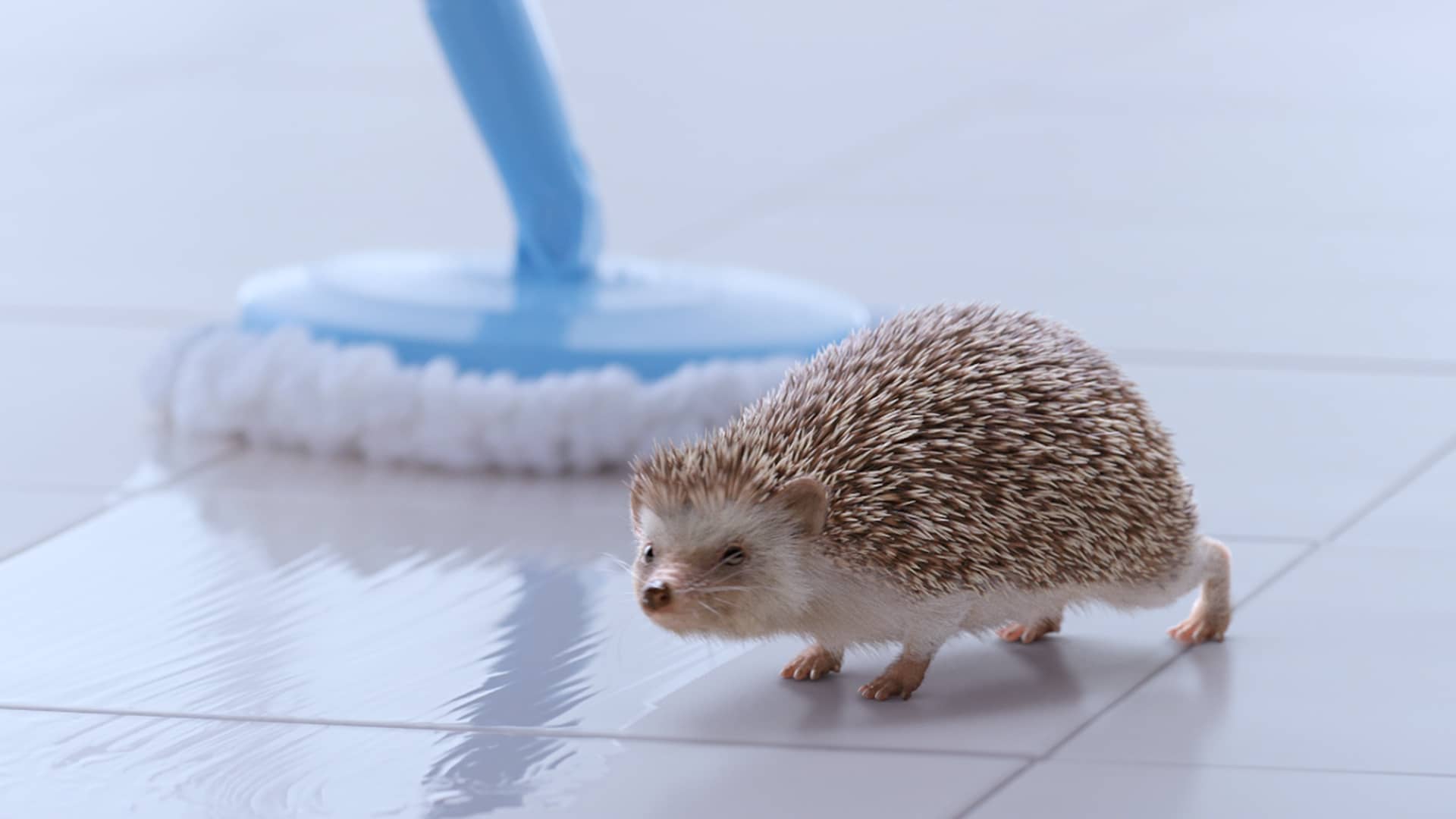 SPONTEX - Hérisson on Vimeo