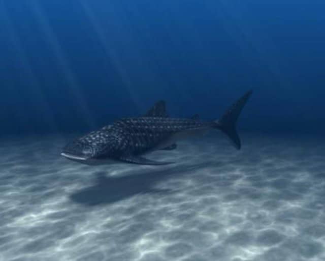 Whale shark with underwater caustics - animated in Blender on Vimeo