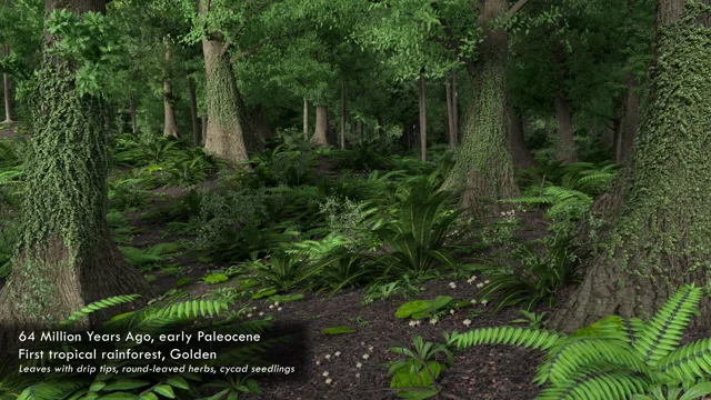 Drip Tips In The Tropical Rainforest