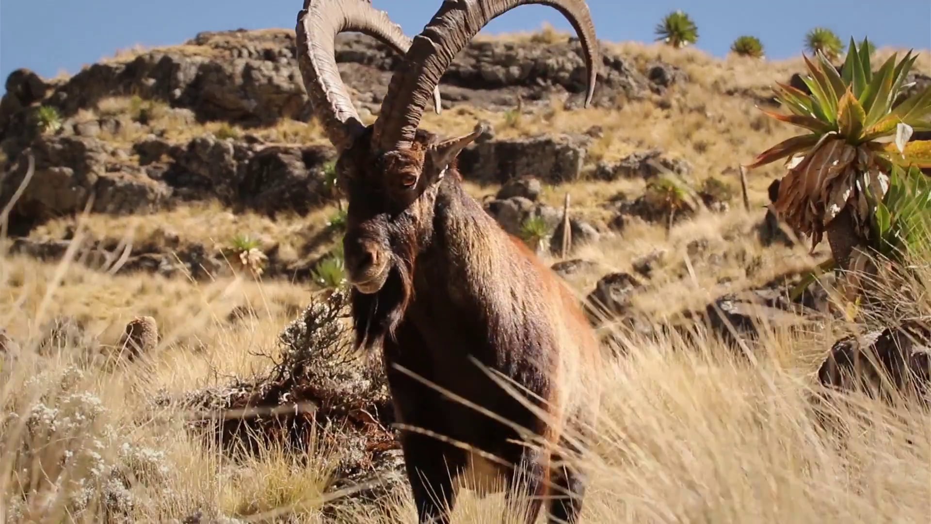 Ethiopia's Walia Ibex with Apex Expeditions on Vimeo