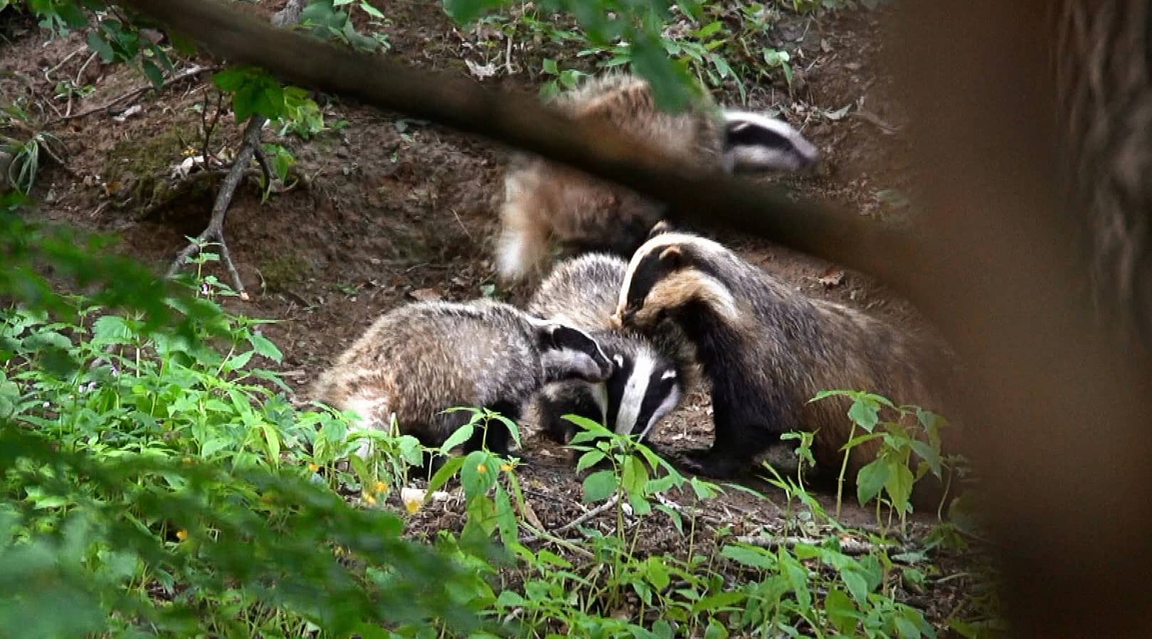 Jazvec lesný - Meles meles on Vimeo