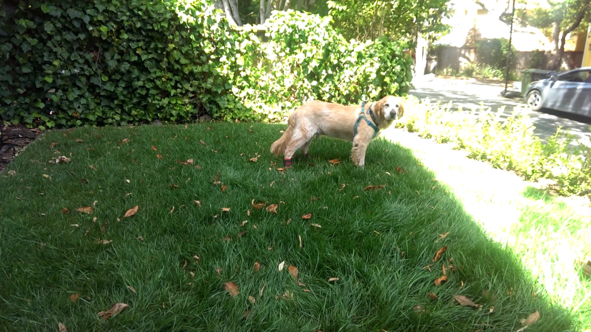 Rocky getting ready for a walk on Vimeo