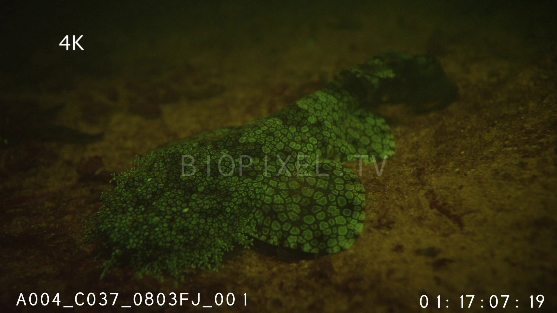 Sharks Wobbegong - Fluorescent Tasselled wobbegong shark 5K on Vimeo