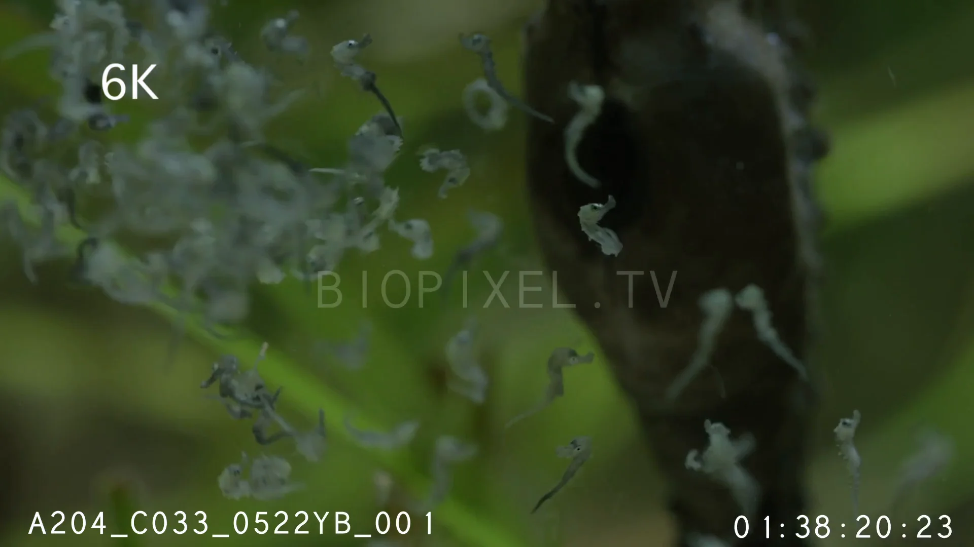 Underwater Indonesia - Male seahorse giving birth 6K on Vimeo