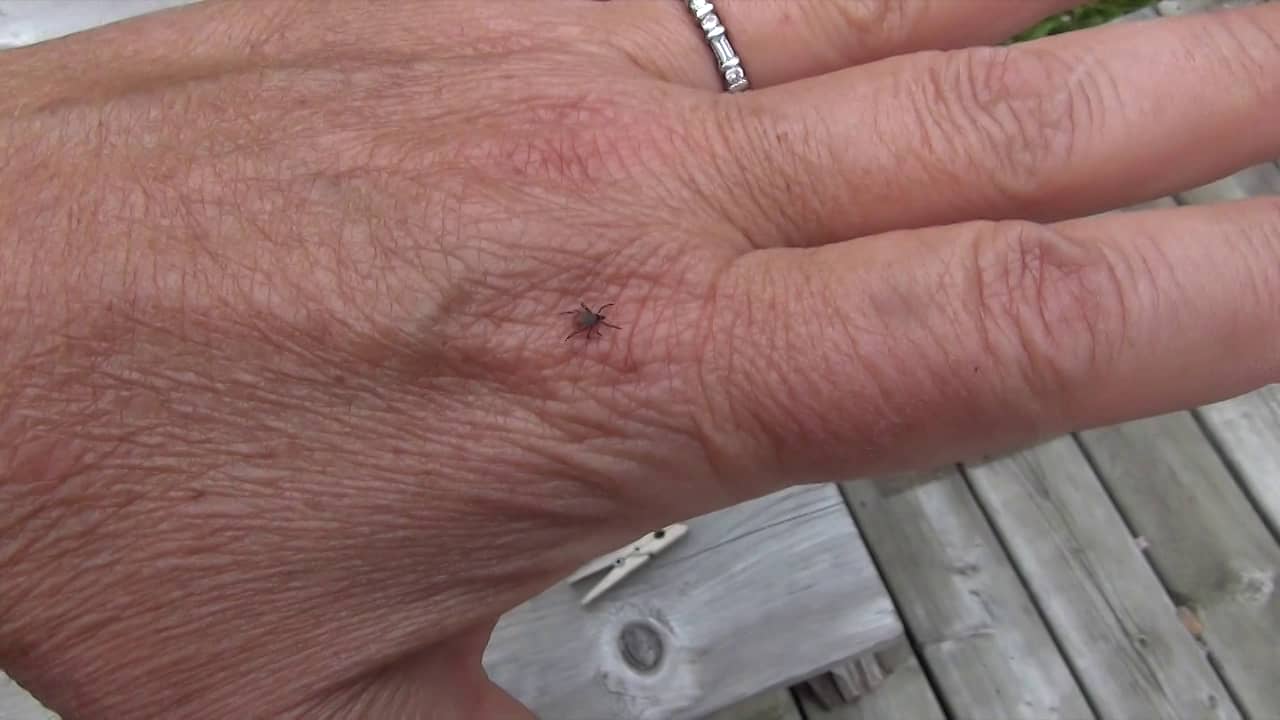 Ticks everywhere on Vimeo