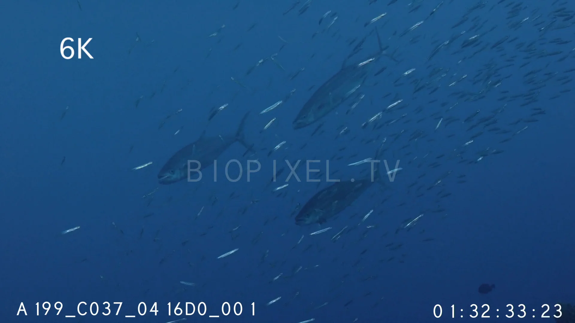Fish School - Wall of mouths - Trevally and Mackeral 6K on Vimeo