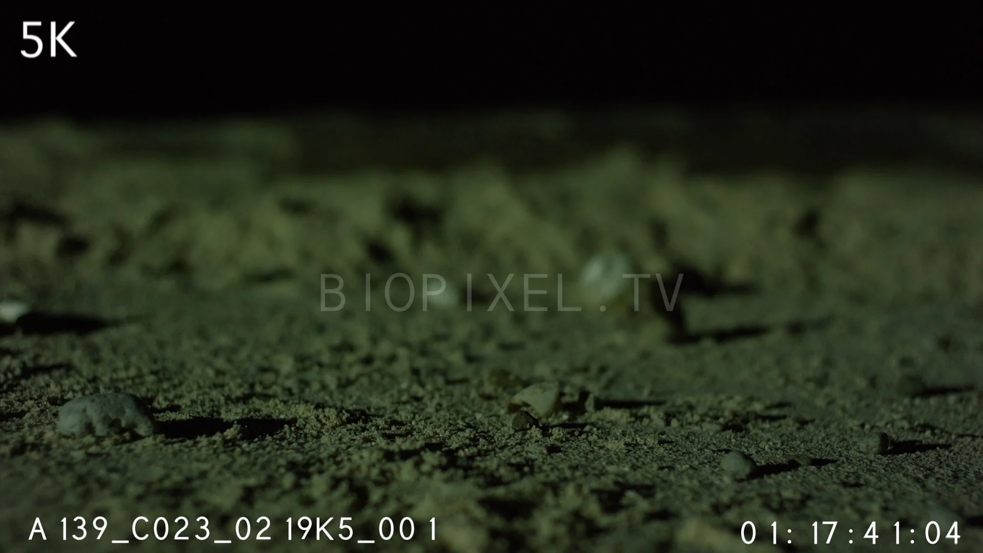 4K Green Sea Turtle Hatchlings - Green sea turtle hatchlings falling ...