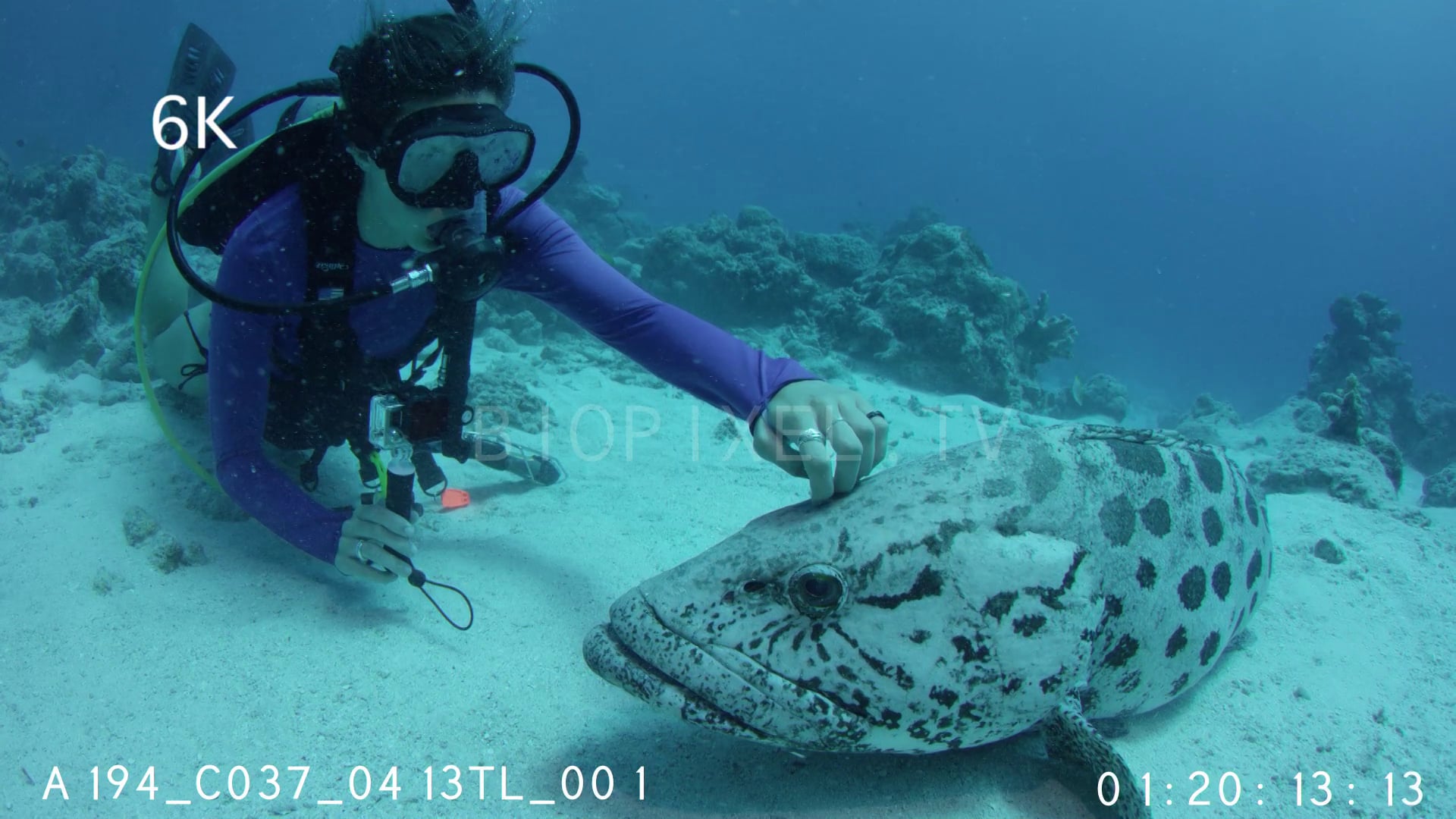 Tourism - Cod Hole - Potato cod and Divers 6K on Vimeo