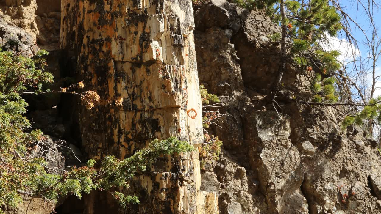 Harold Coffin 051215 on Vimeo