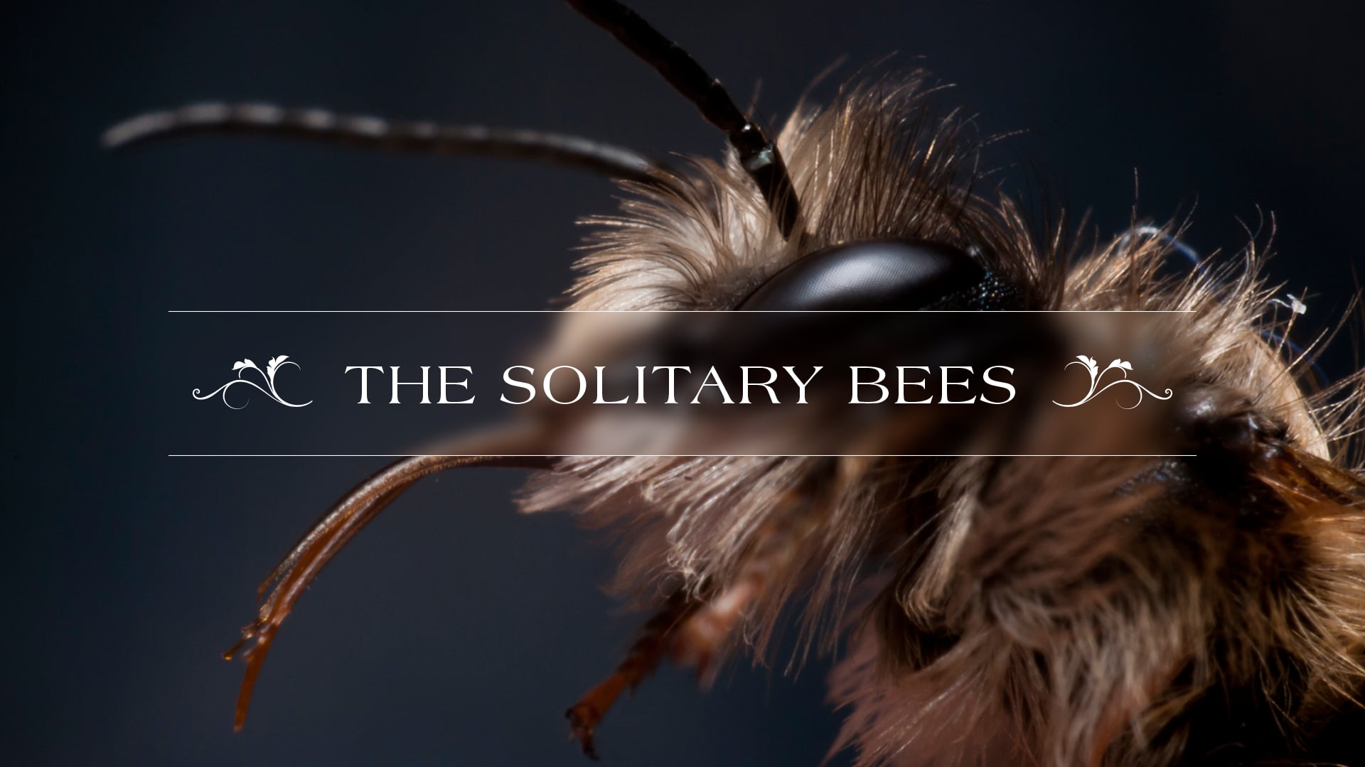 The Solitary Bees
