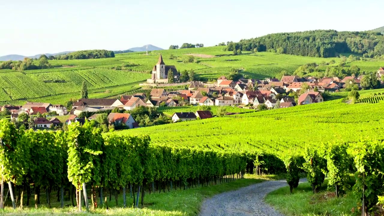 Alsace - Pinot Gris explained by Alfio Moriconi on Vimeo
