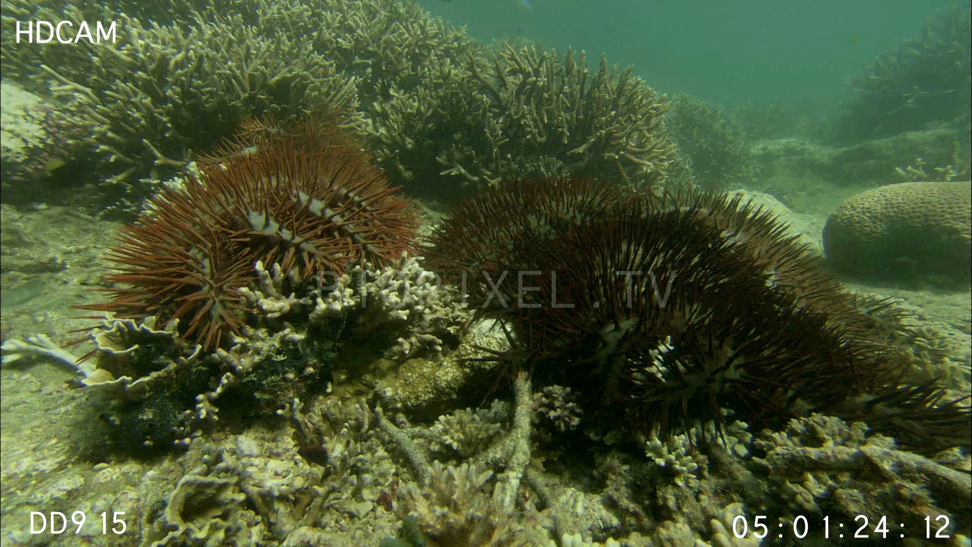 Coral Bleaching and Reef Damage - Crown of thorns starfish feeding on ...