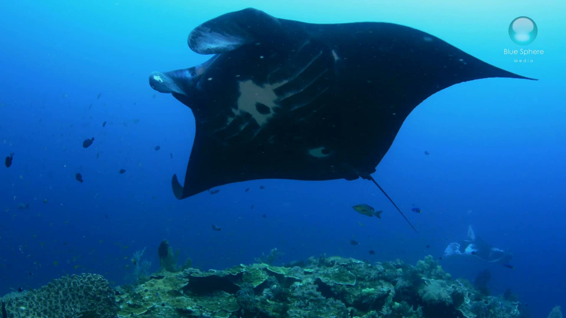 The Breathtaking Mating Behavior of Manta Rays on Vimeo