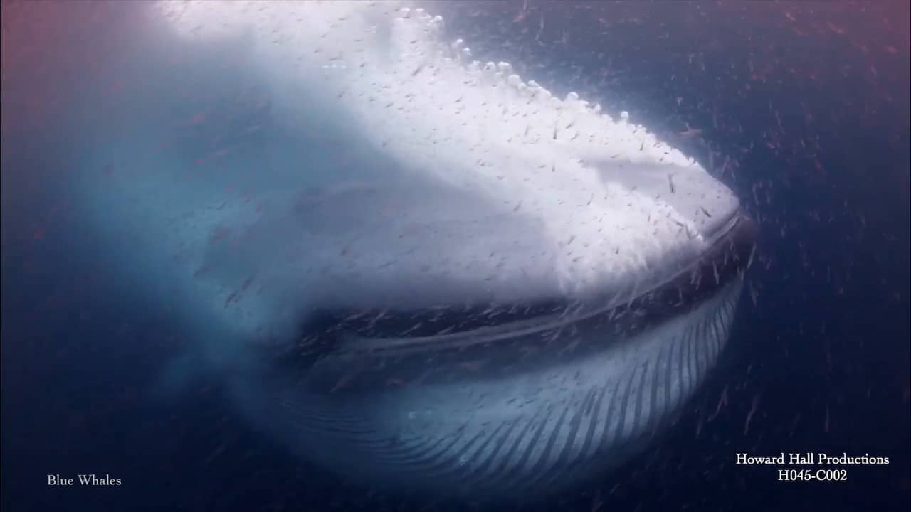 Blue Whales on Vimeo