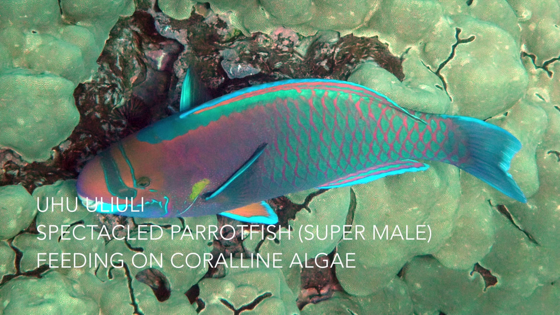Spectacled Parrotfish Male Feeding on Coralline Algae on Vimeo