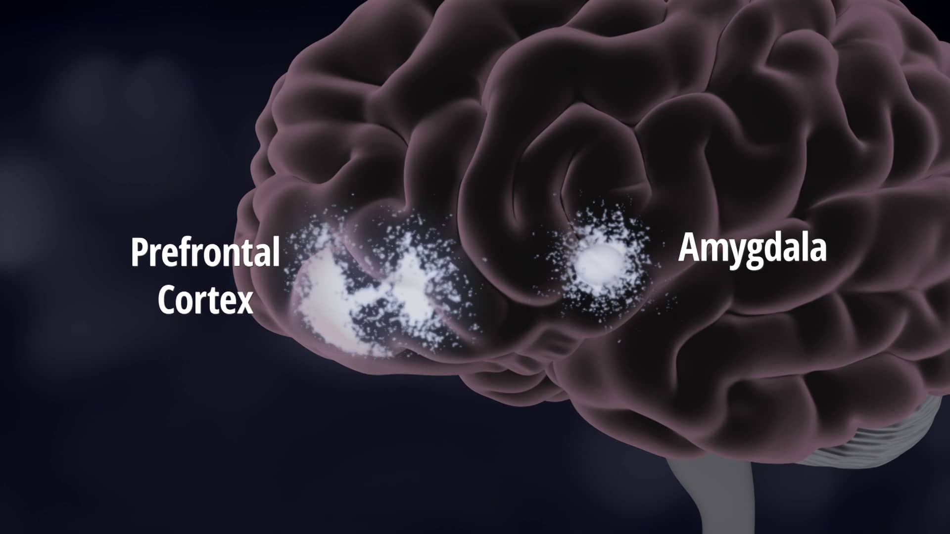 The Amygdala-Prefrontal Cortex Connection is Crucial on Vimeo