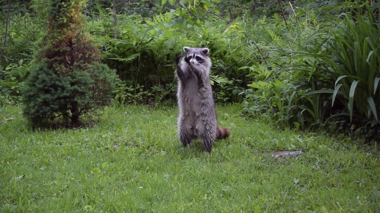 Clapping Raccoon for Treats on Vimeo