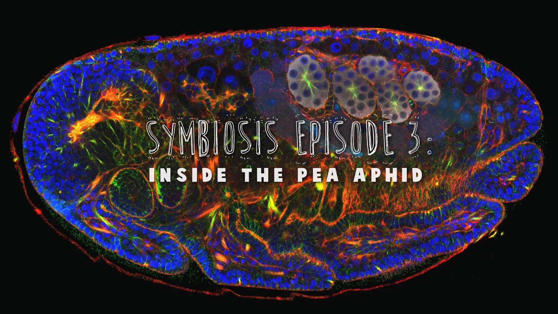 SYMBIOSIS - Episode 3: Inside The Pea Aphid on Vimeo