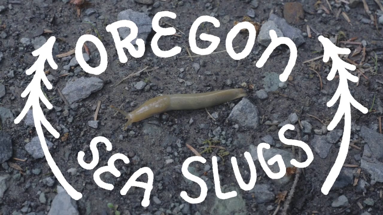 Oregon Sea Slugs on Vimeo