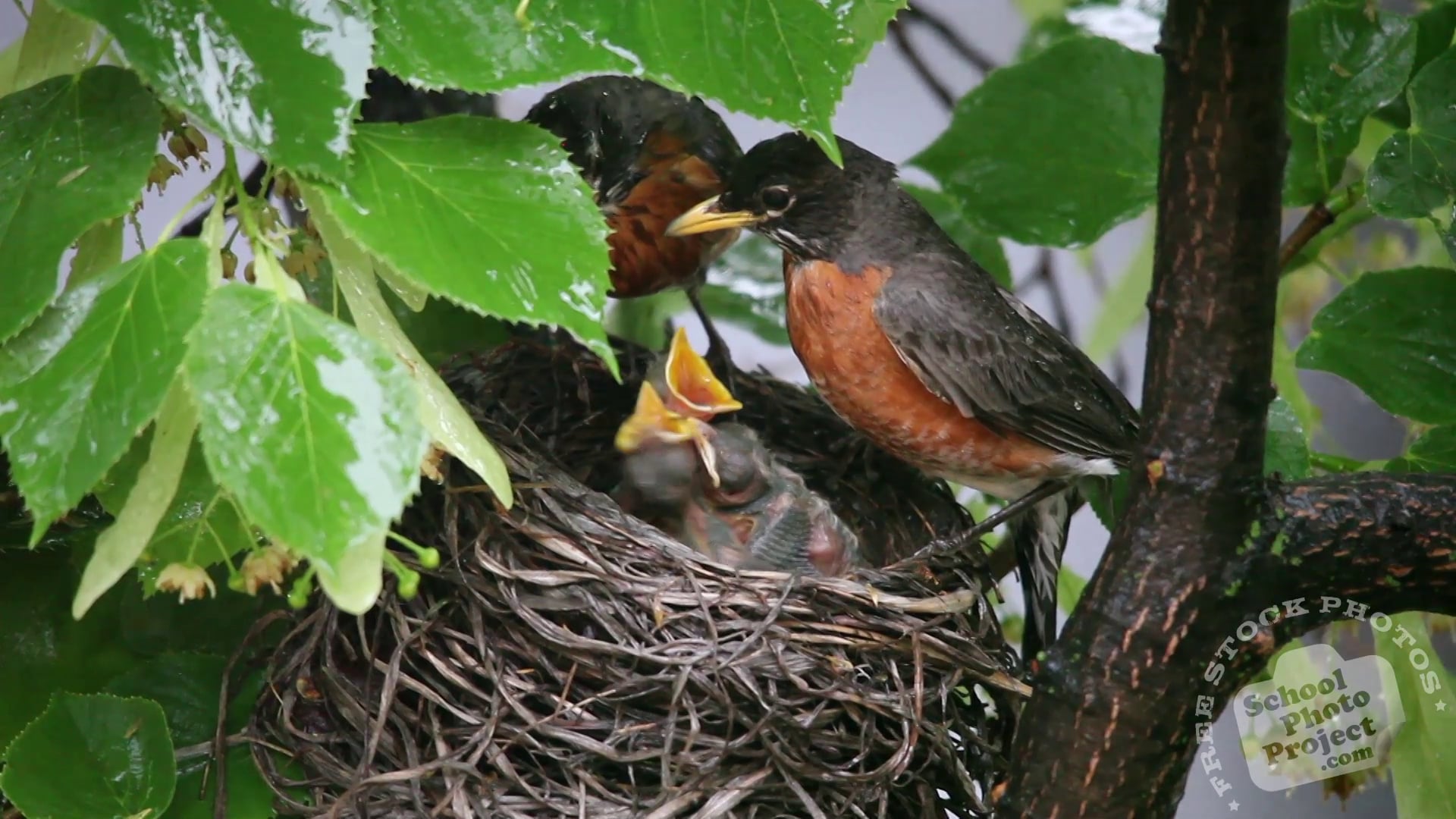 American Robin Family Under The Rain on Vimeo
