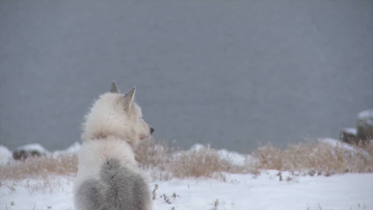 OKPIK'S DREAM | Official Trailer on Vimeo