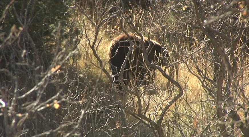 bear release on Vimeo