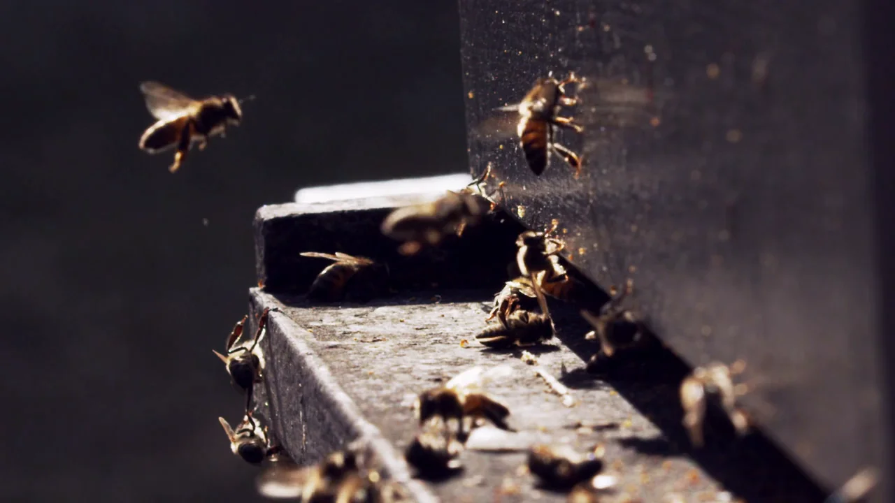 Arterix Pest Control & The Beekeepers on Vimeo