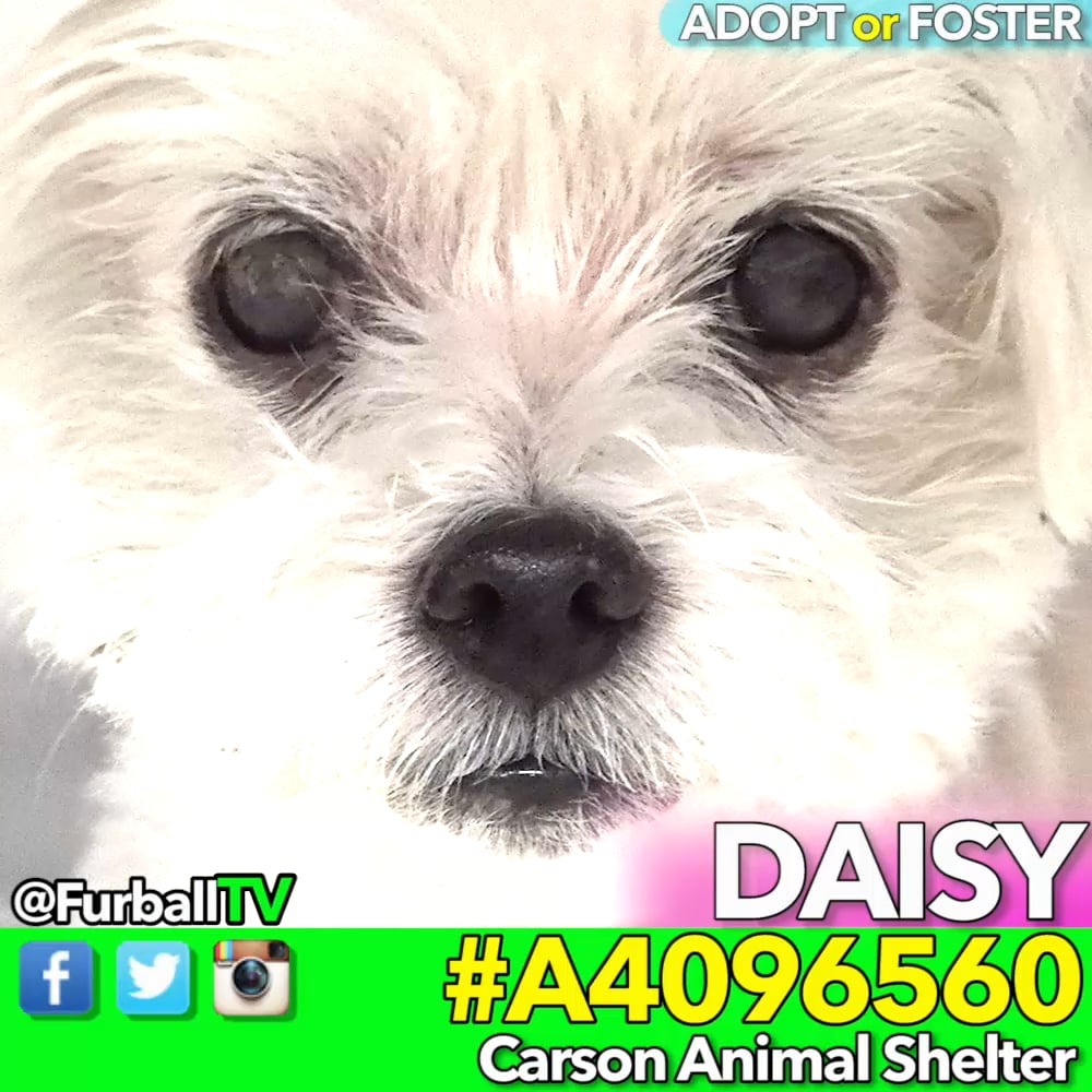 A4096560 - DAISY - Maltese - 10 - Female - C412 - 06-11-15.IG.mp4 on Vimeo
