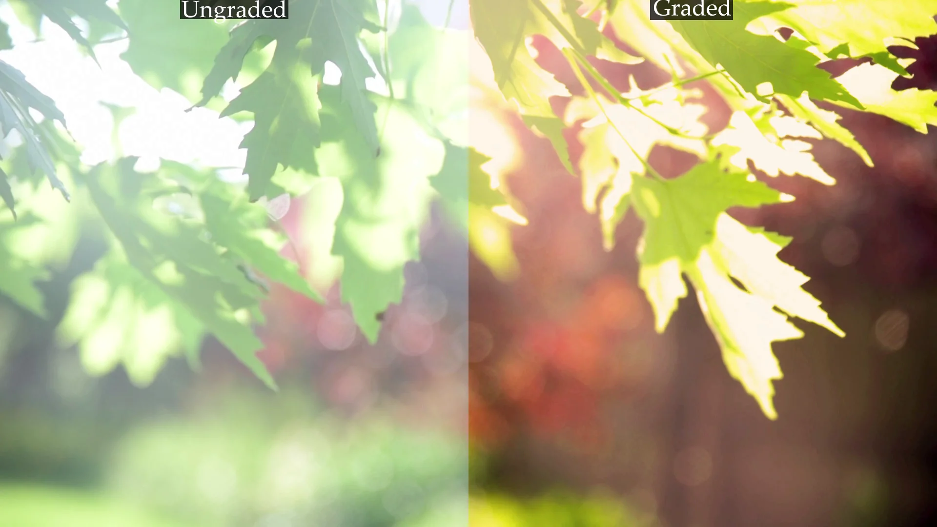 Color Grading Comparison on Vimeo