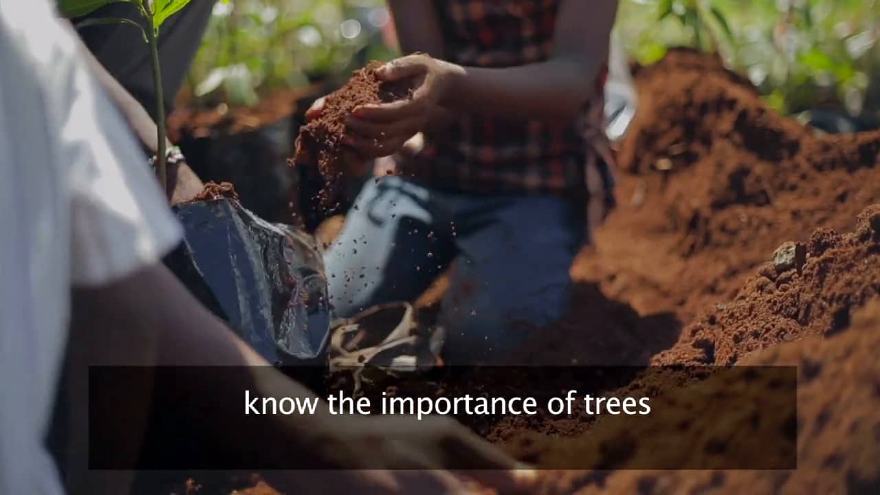 Matunda Miti : How fruit trees in Kenya are solving several problems at ...