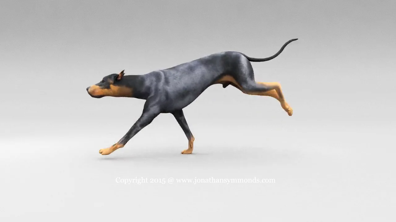 Realistic Quadruped Run Cycle - Dog