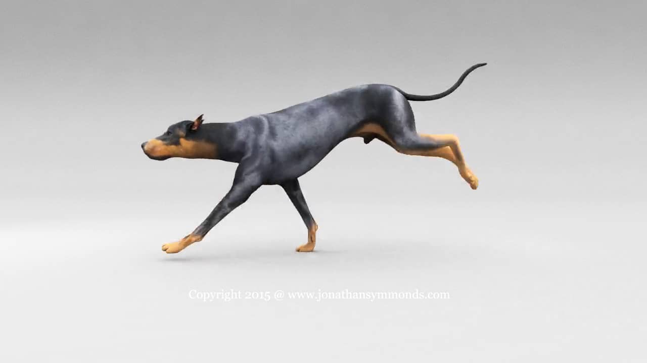 Realistic Quadruped Run Cycle - Dog on Vimeo