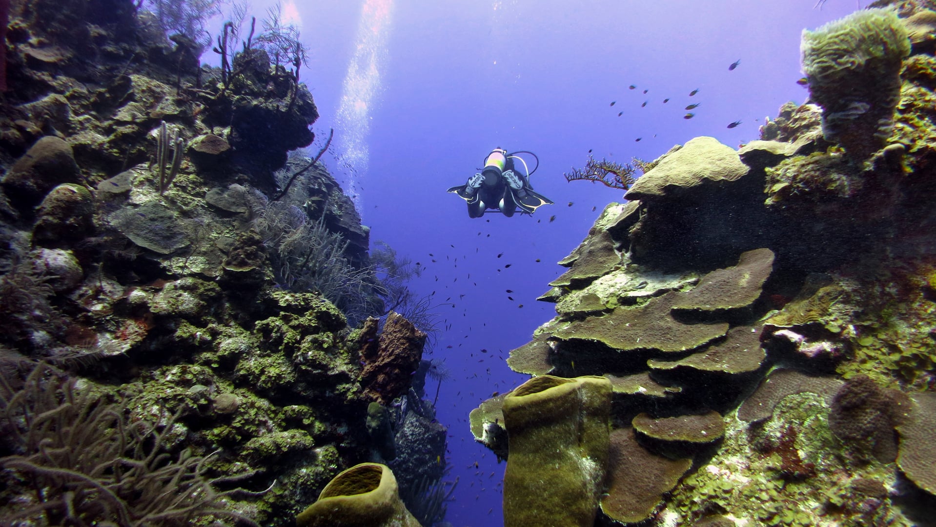 Best of Belize - Scuba Diving on Vimeo