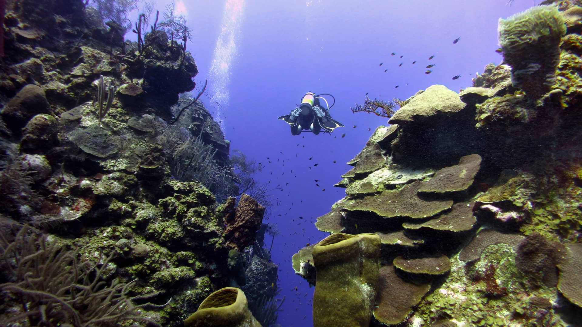 Best of Belize - Scuba Diving on Vimeo