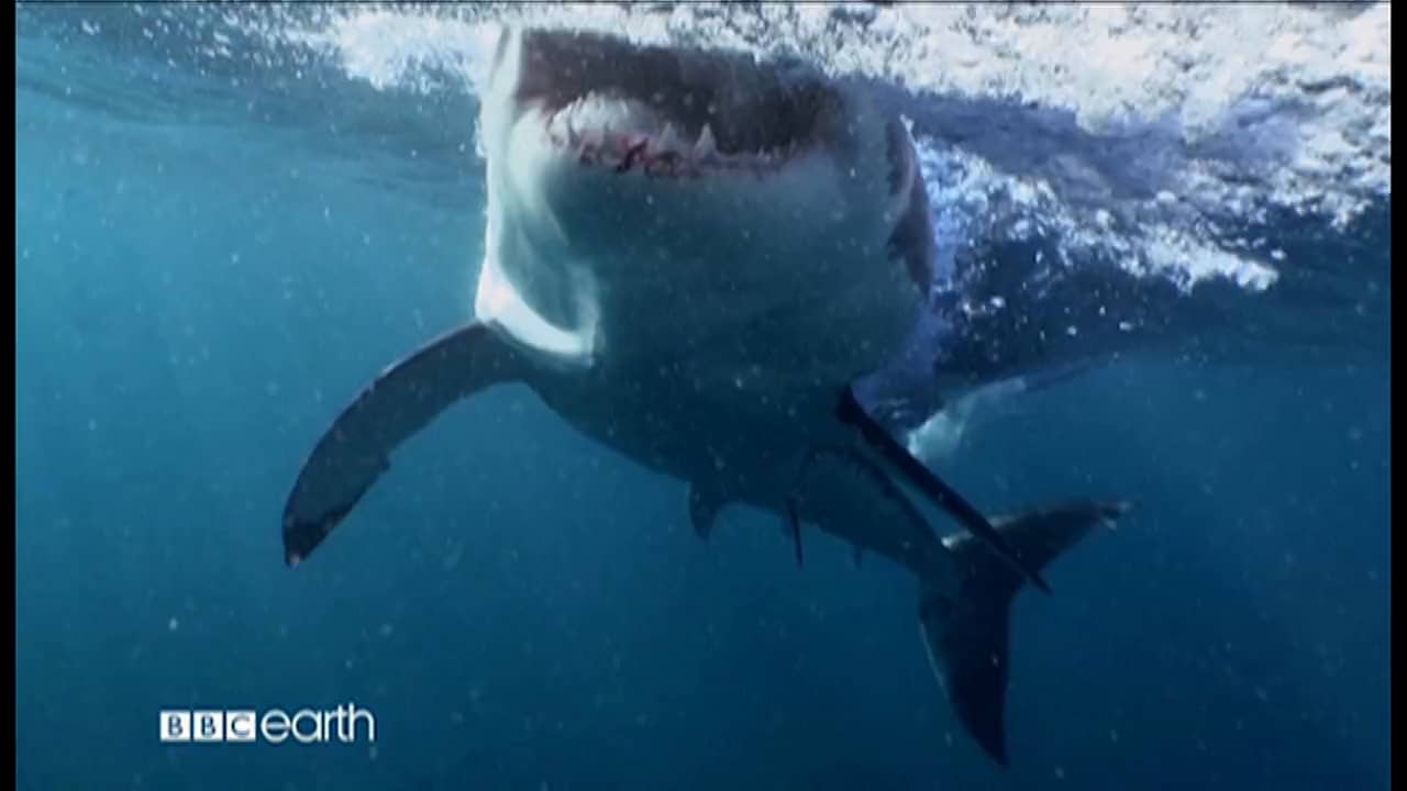 BBC EARTH - Shark on Vimeo