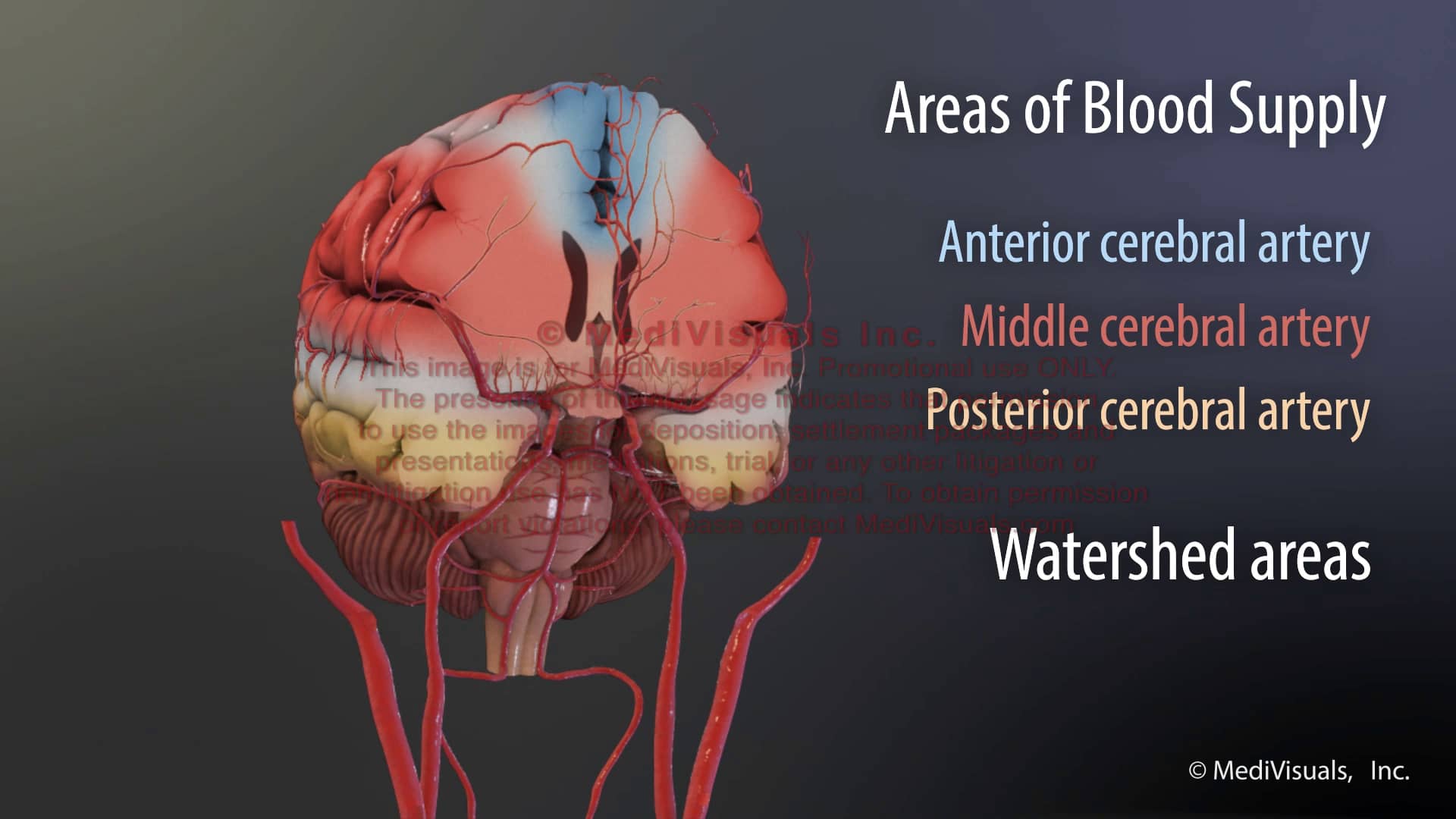 Blood Supply to Brain - Cerebral Vascular Territories and Watershed ...