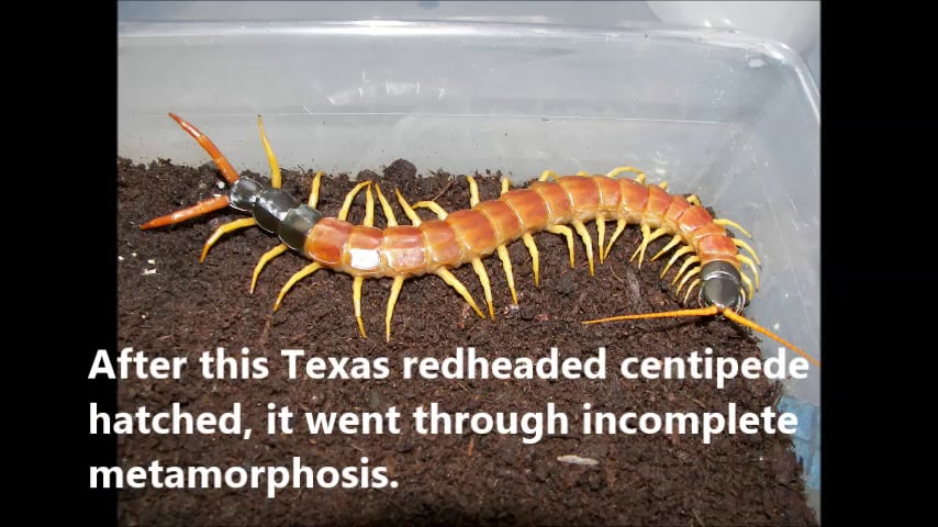 Centipede Life Cycle on Vimeo