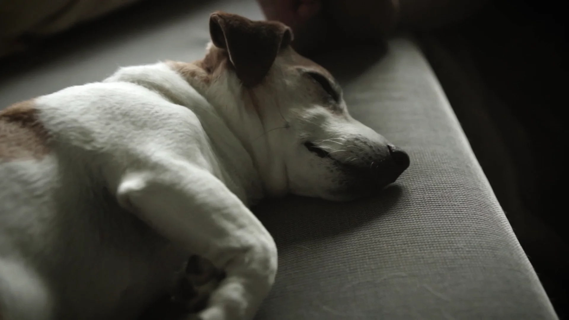 Lucky on Vimeo