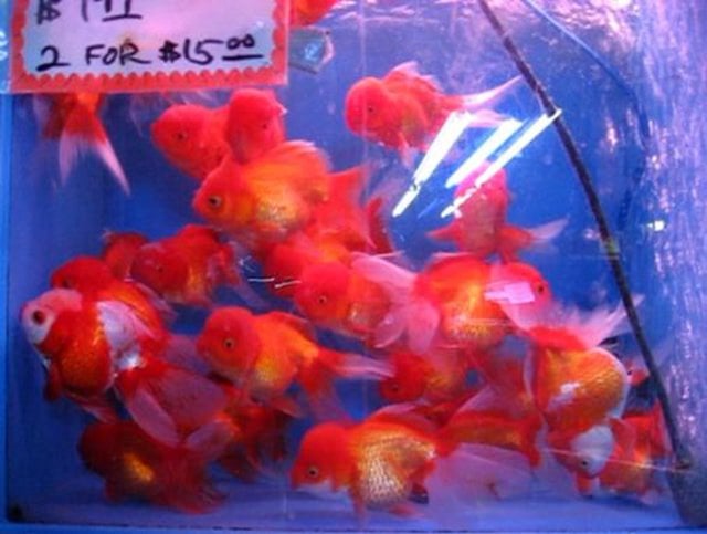 crowded mutant goldfish in tank on Vimeo