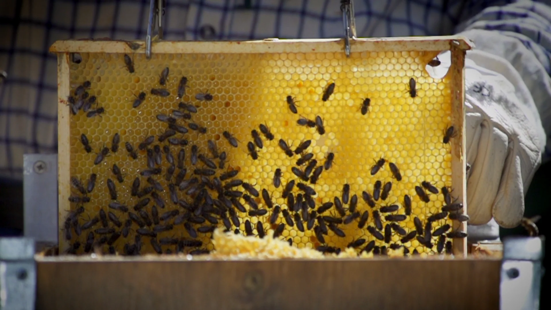 SLIDE Story of Beekeepers on Vimeo