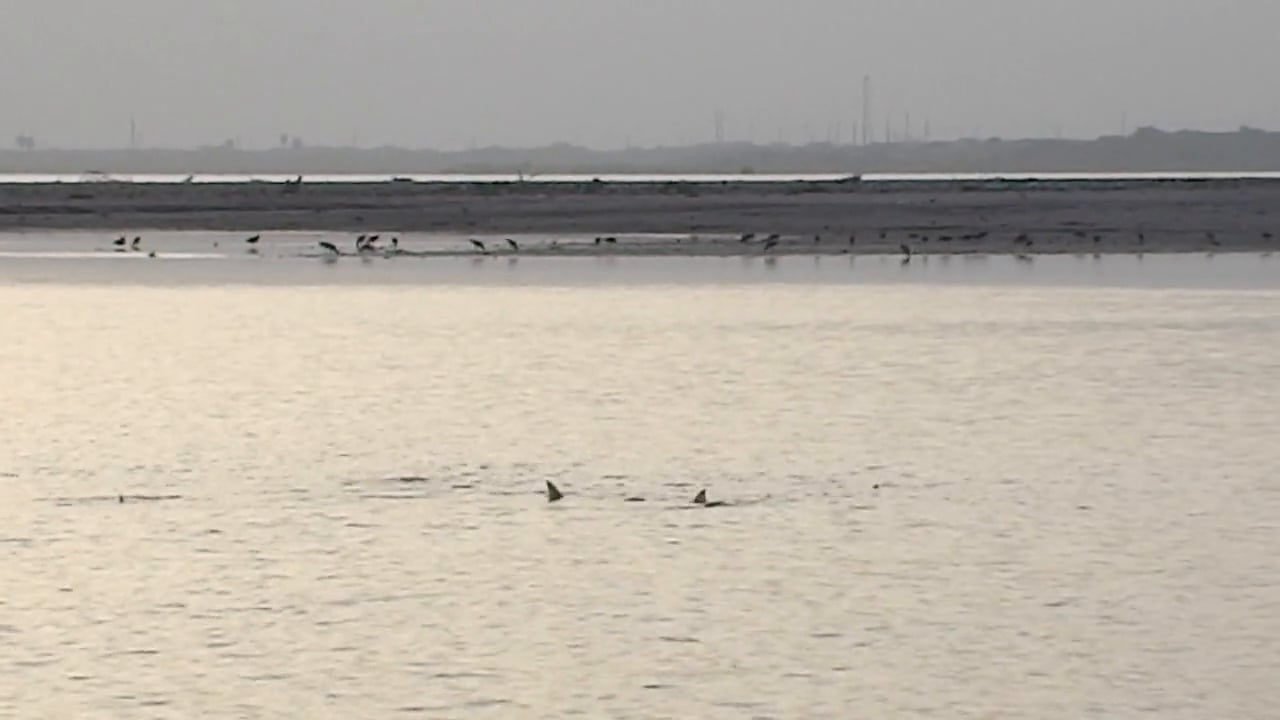 Redfish Popping Shrimp on Vimeo
