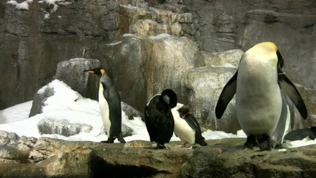 Sea World - Penguins on Vimeo