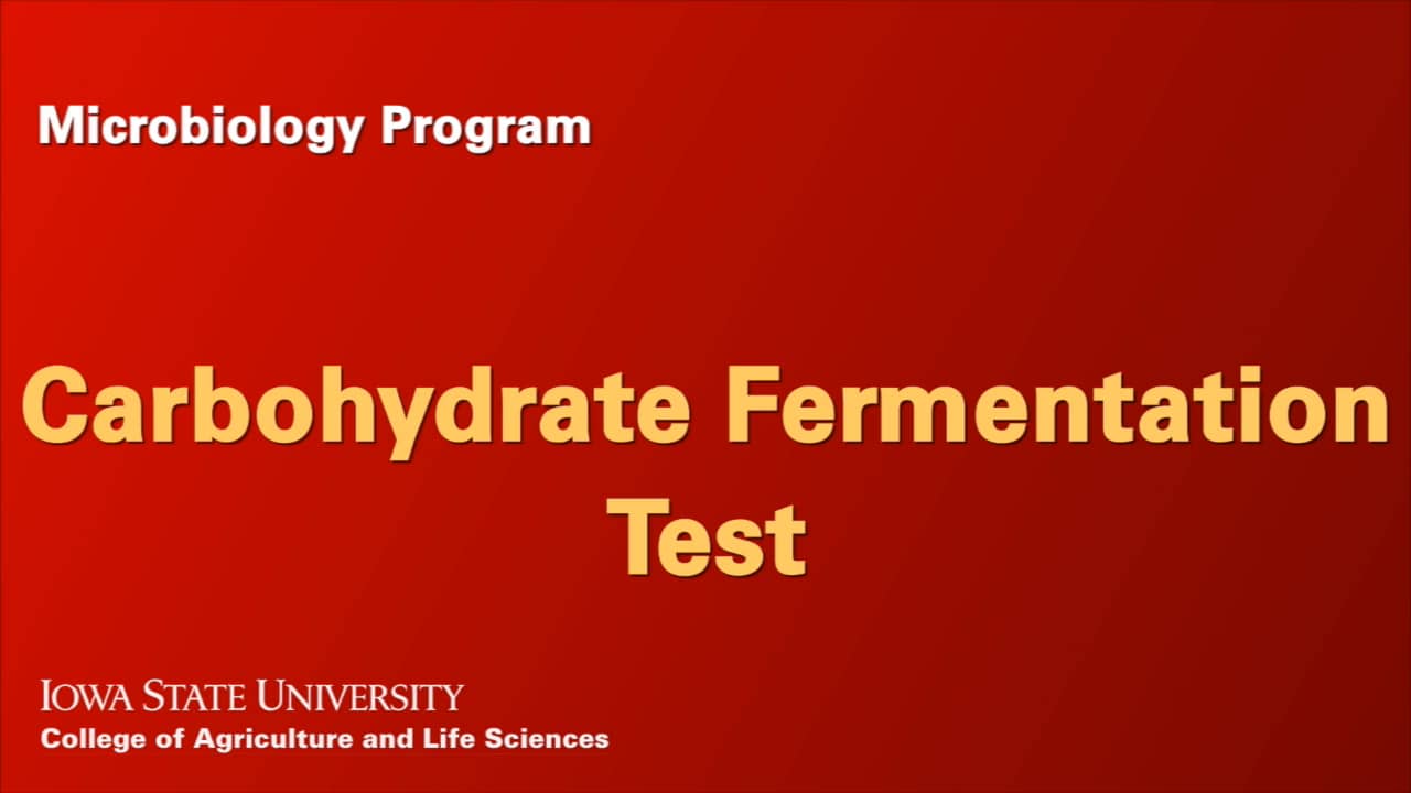 Carbohydrate Fermentation Test on Vimeo